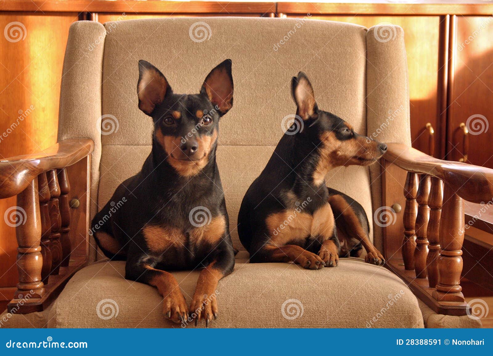 Two Little Dogs stock image. Image of black, animal, couple - 28388591