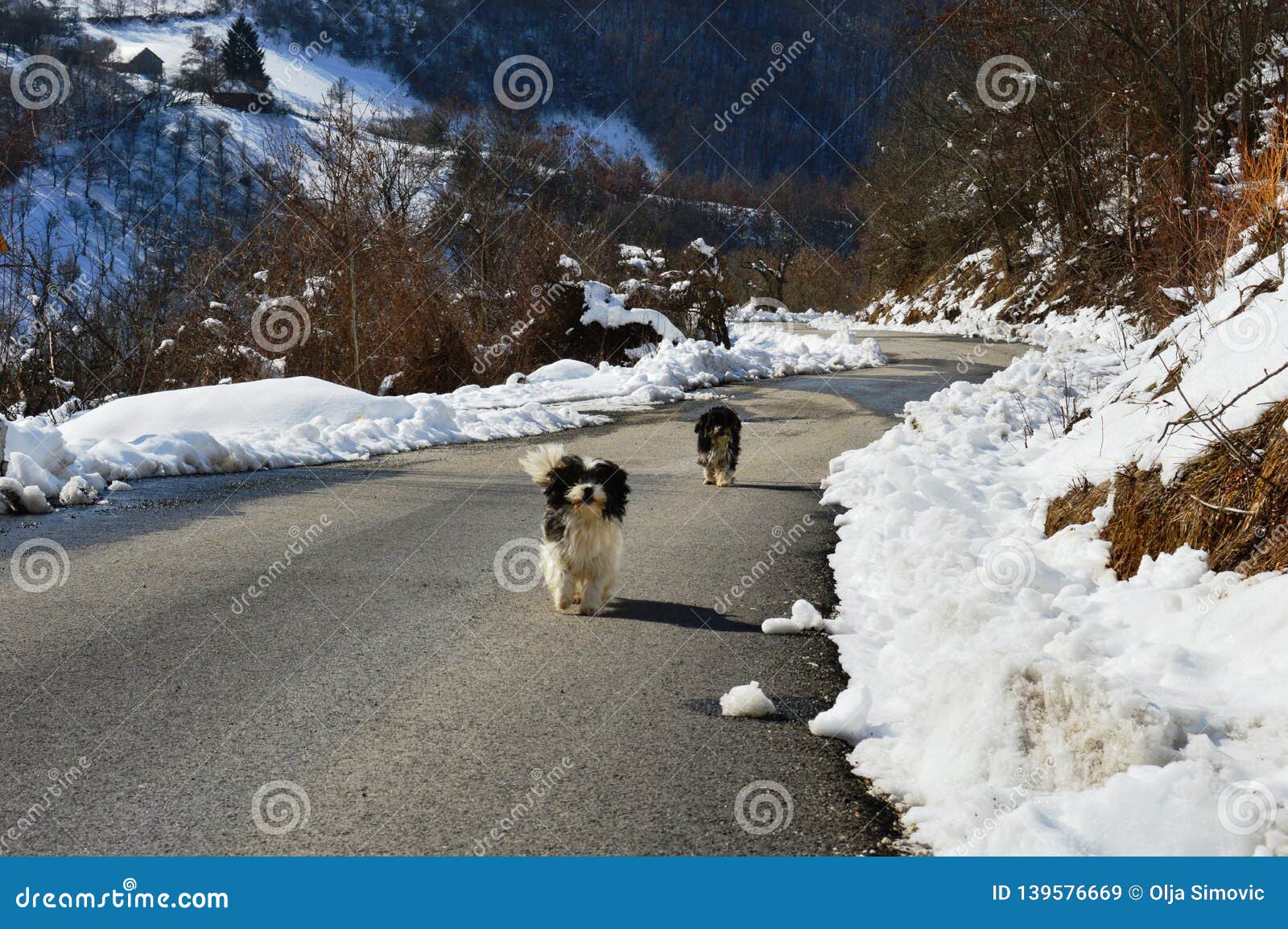 Little dogs on the road stock image. Image of animal - 139576669