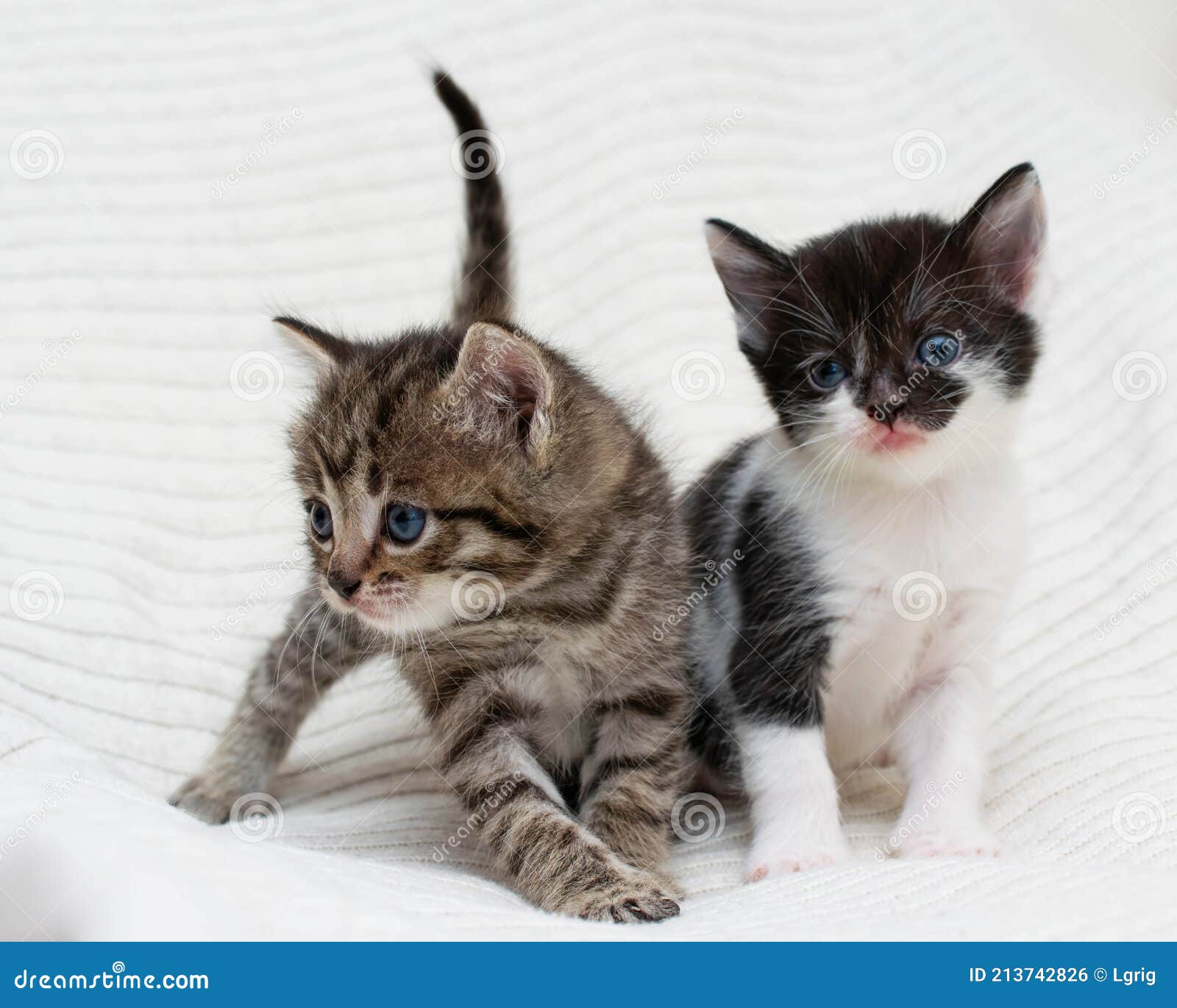 Two Little Domestic at Home on a Plaid Stock Photo - Image of blanket ...