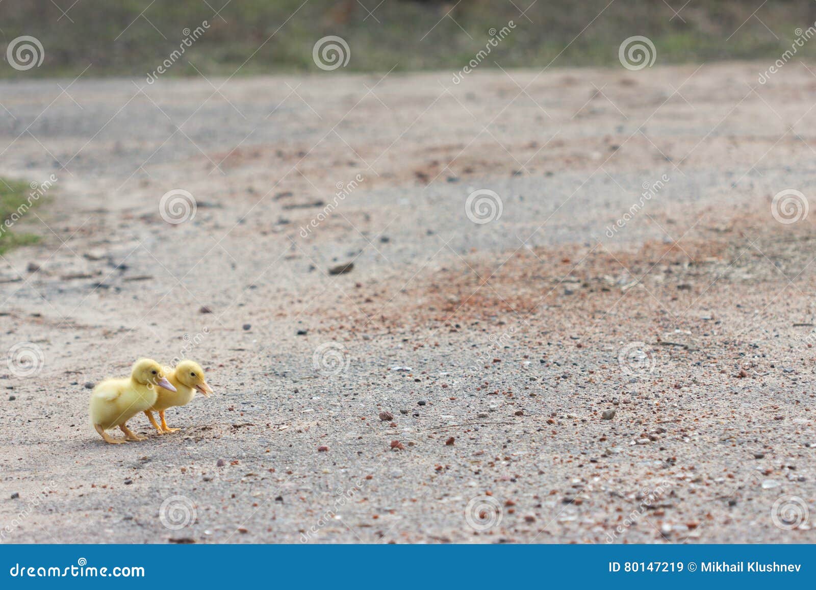 Two Little Duckling Walking on the Road Stock Image - Image of born ...