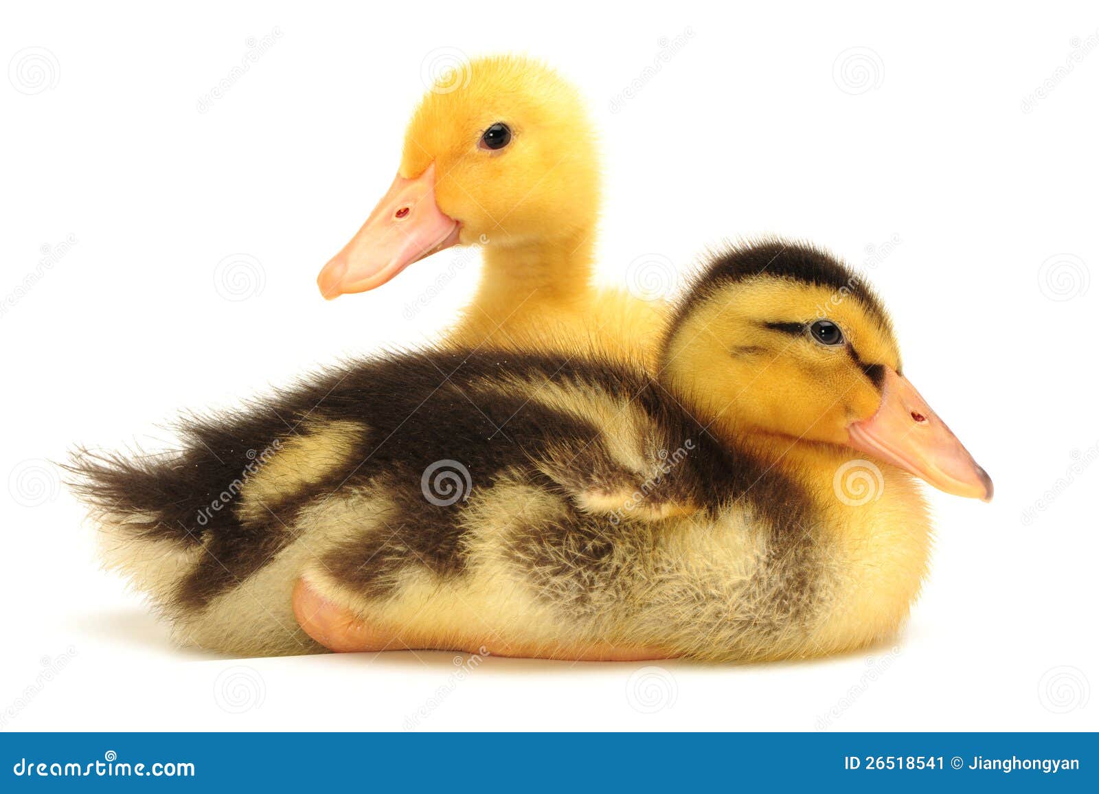 Two Little Ducks On A Big Pond. Royalty-Free Stock Image ...