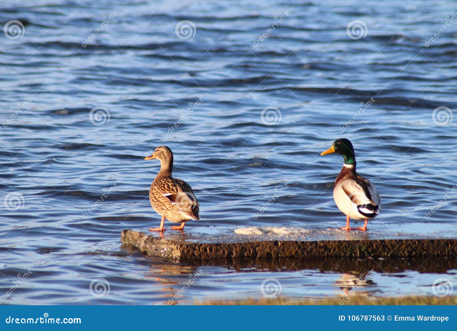 Two little ducks stock image. Image of little, ducks - 106787563