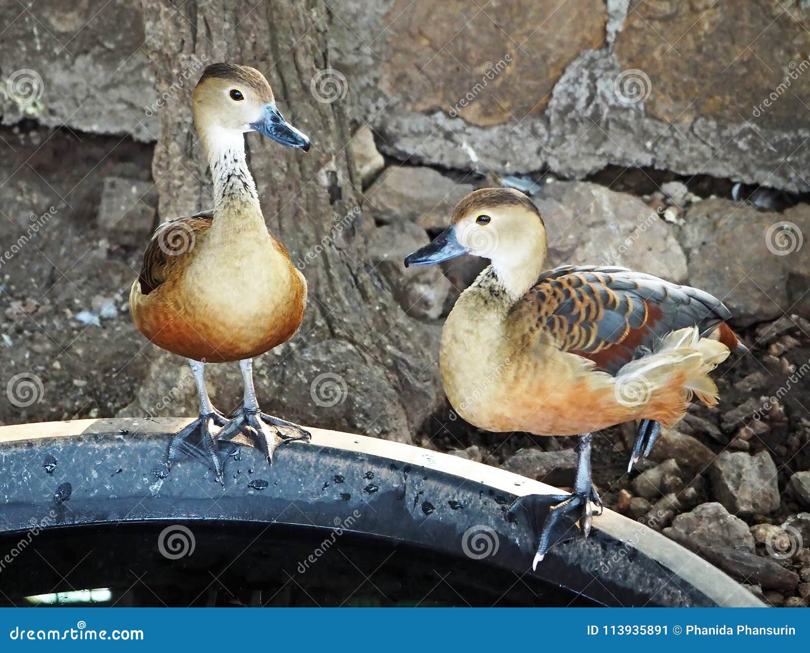 Two Little Ducks on the Farm Stock Image - Image of asian, ducklings ...