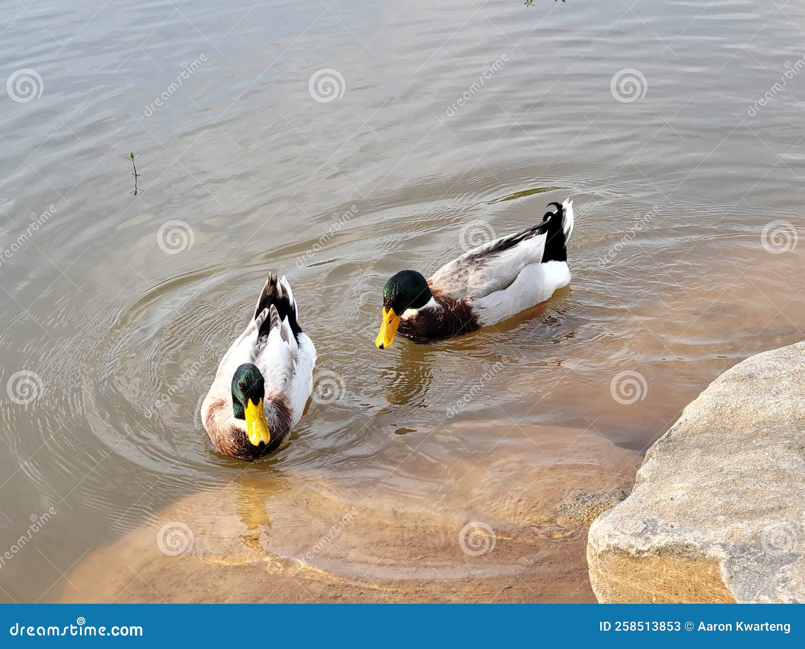 Two Little Ducks On A Big Pond. Royalty-Free Stock Image ...