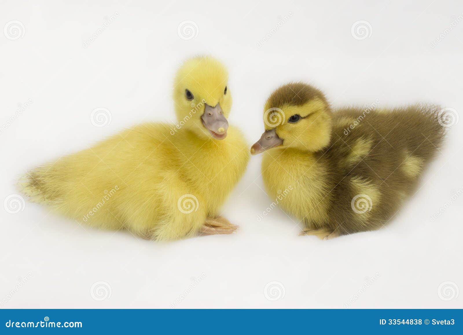 Two Little Ducks on a White Background . Stock Photo - Image of fluffy ...