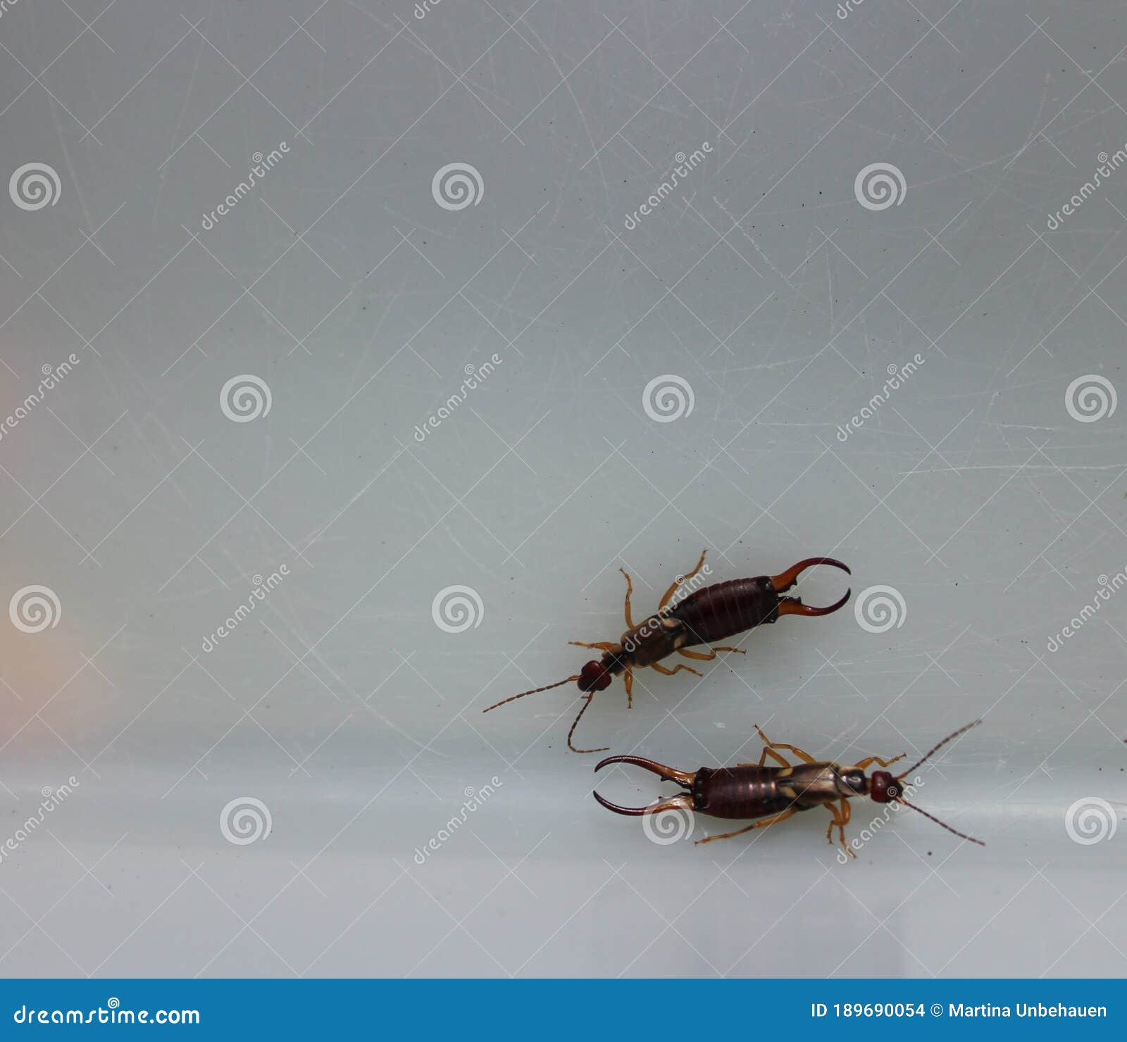 Two Little Earwigs in a Box Stock Photo - Image of animals, garden ...