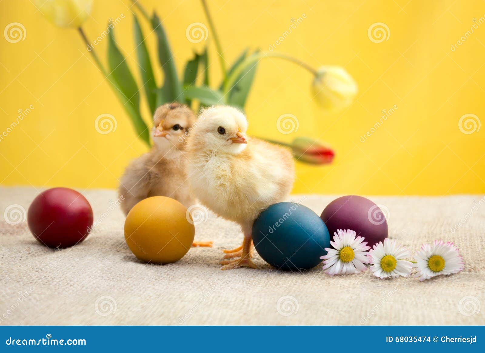 Two little Easter chicken stock photo. Image of happy - 68035474