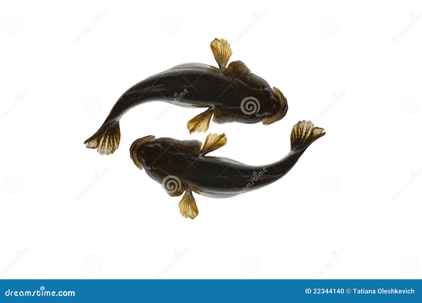 Two little fish isolate stock photo. Image of color, nature - 22344140