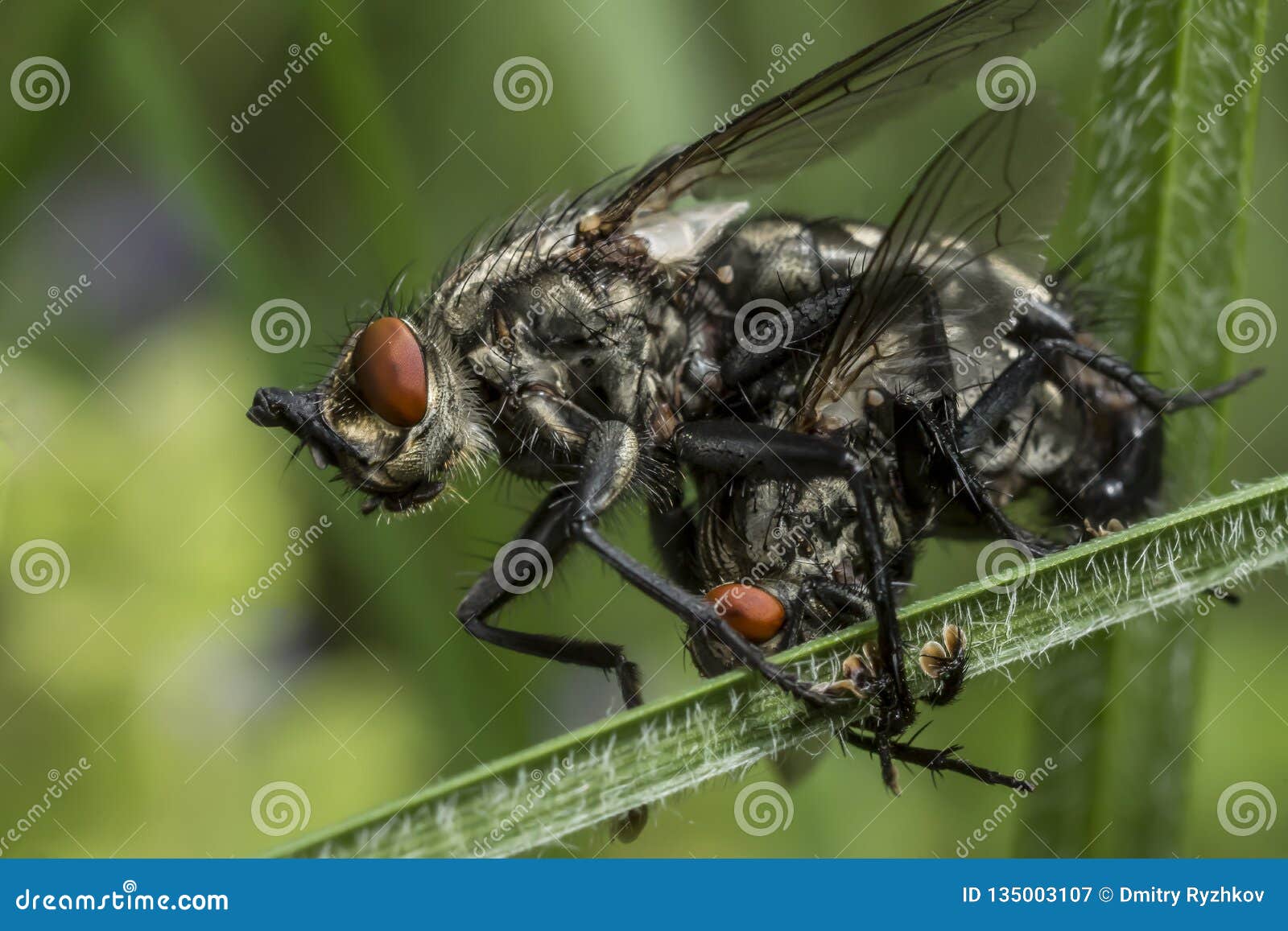 Little Flies Nesting In The Leaves Stock Image | CartoonDealer.com ...