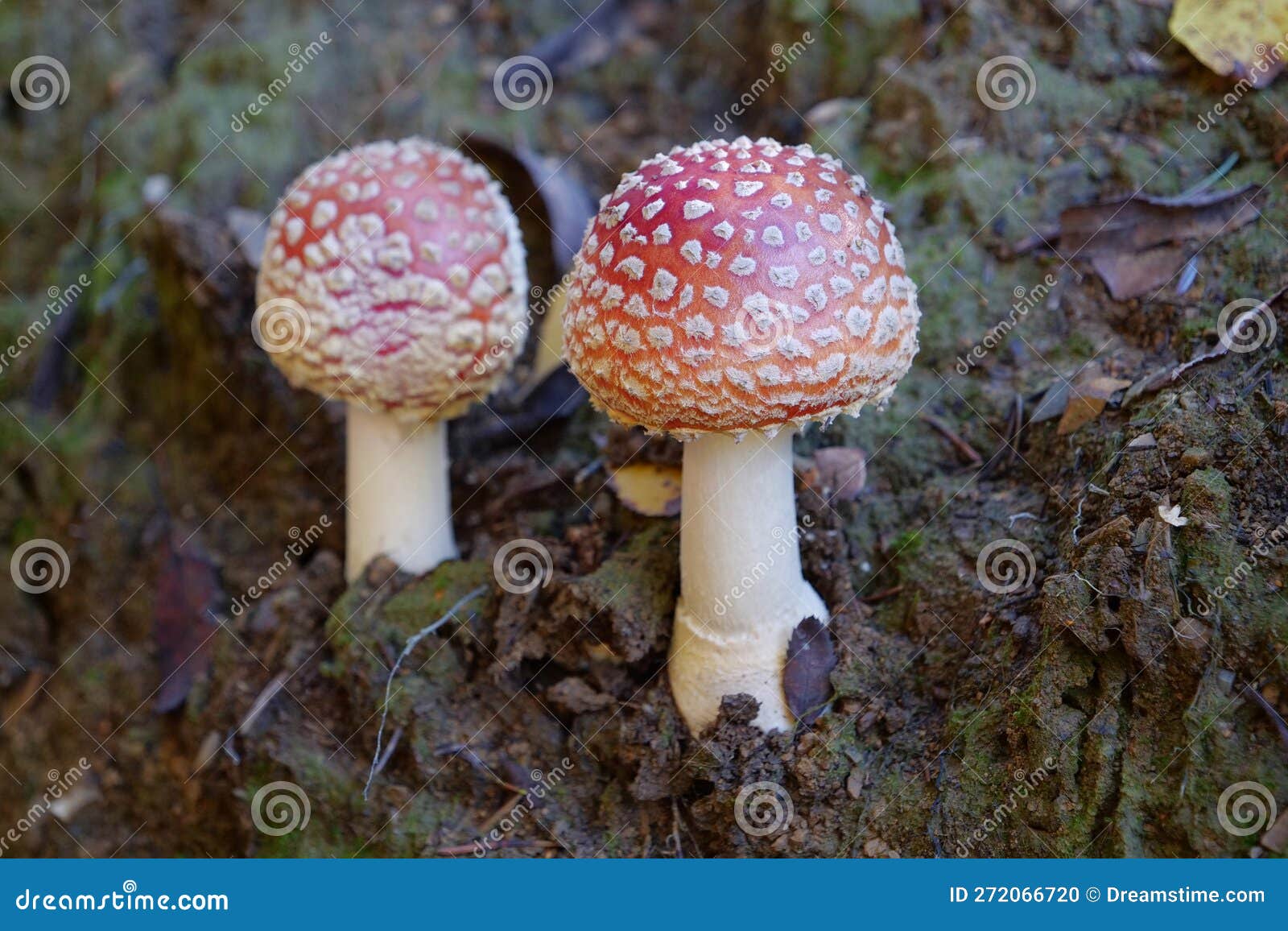 Two Little Fly Agaric Grows in Soil Stock Photo - Image of fungus ...