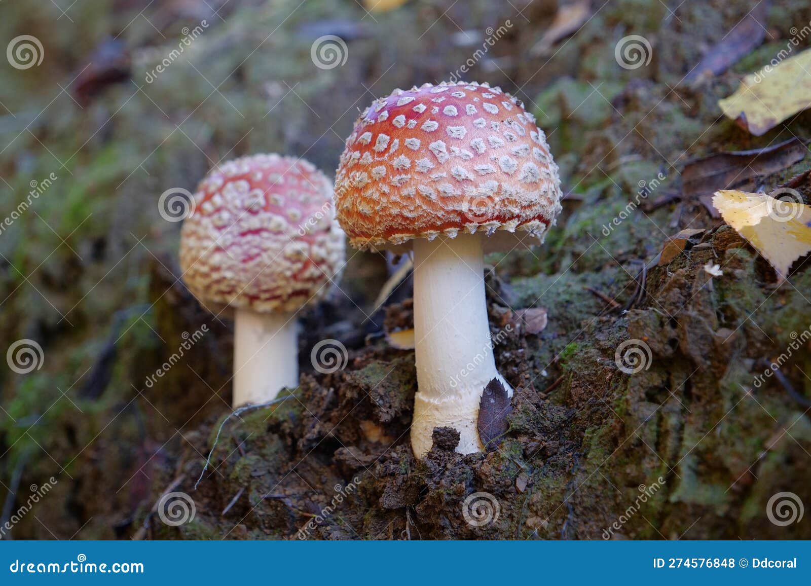 Two Little Fly Agaric Grows in Soil Stock Photo - Image of fungi, flora ...