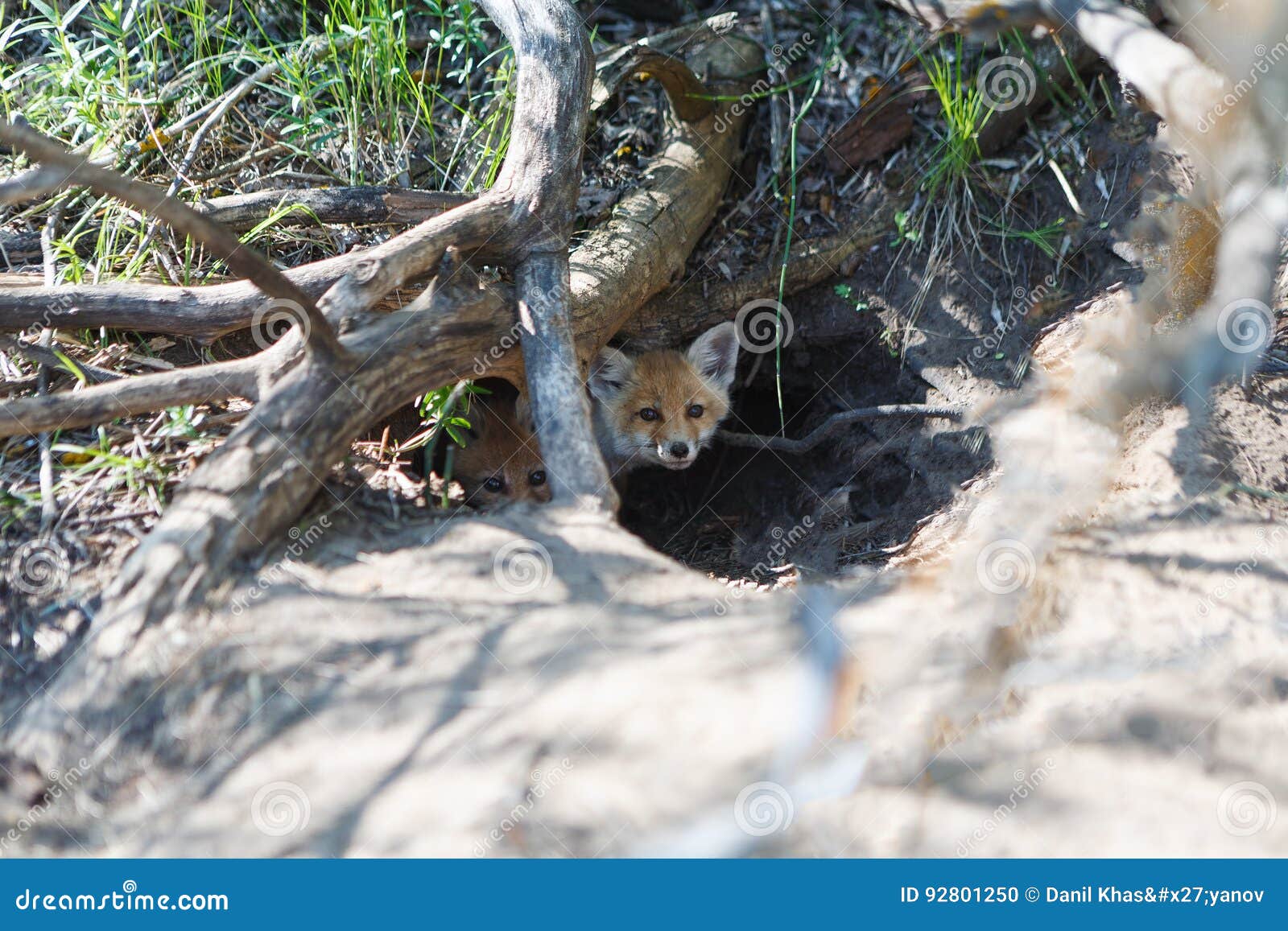 Two little foxes in a hole stock photo. Image of wildlife - 92801250