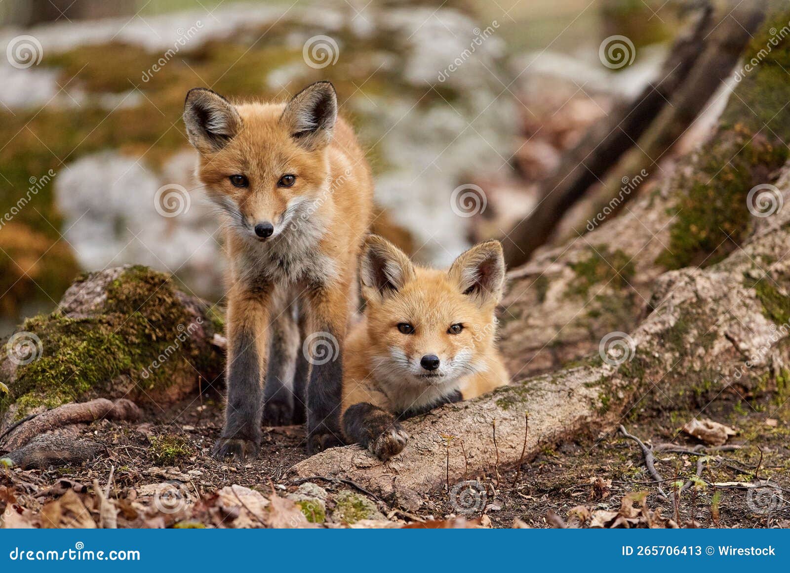 Two Little Foxes Resting in the Forest Stock Image - Image of forest ...