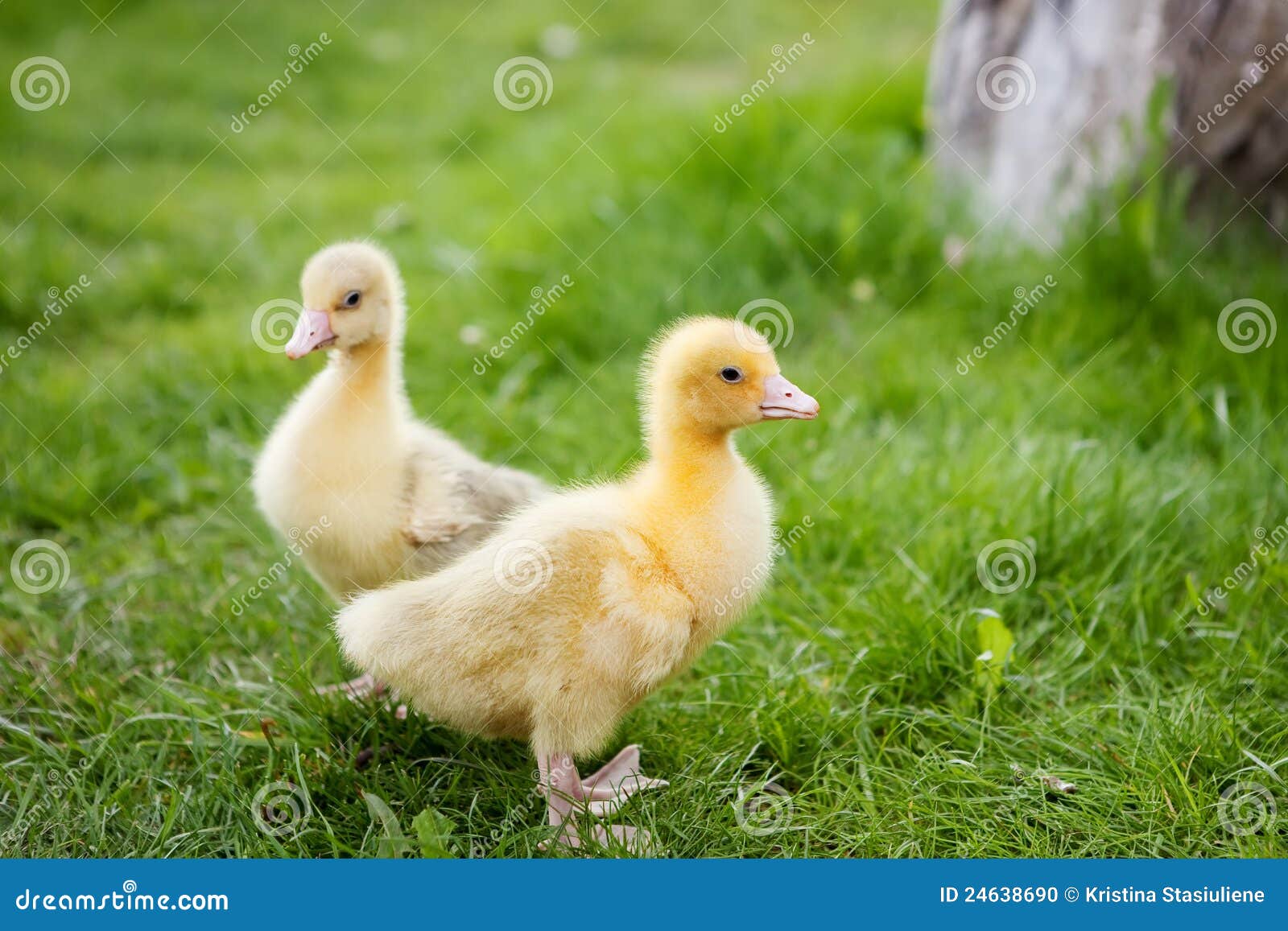 Two little geese stock photo. Image of cute, animal, life - 24638690