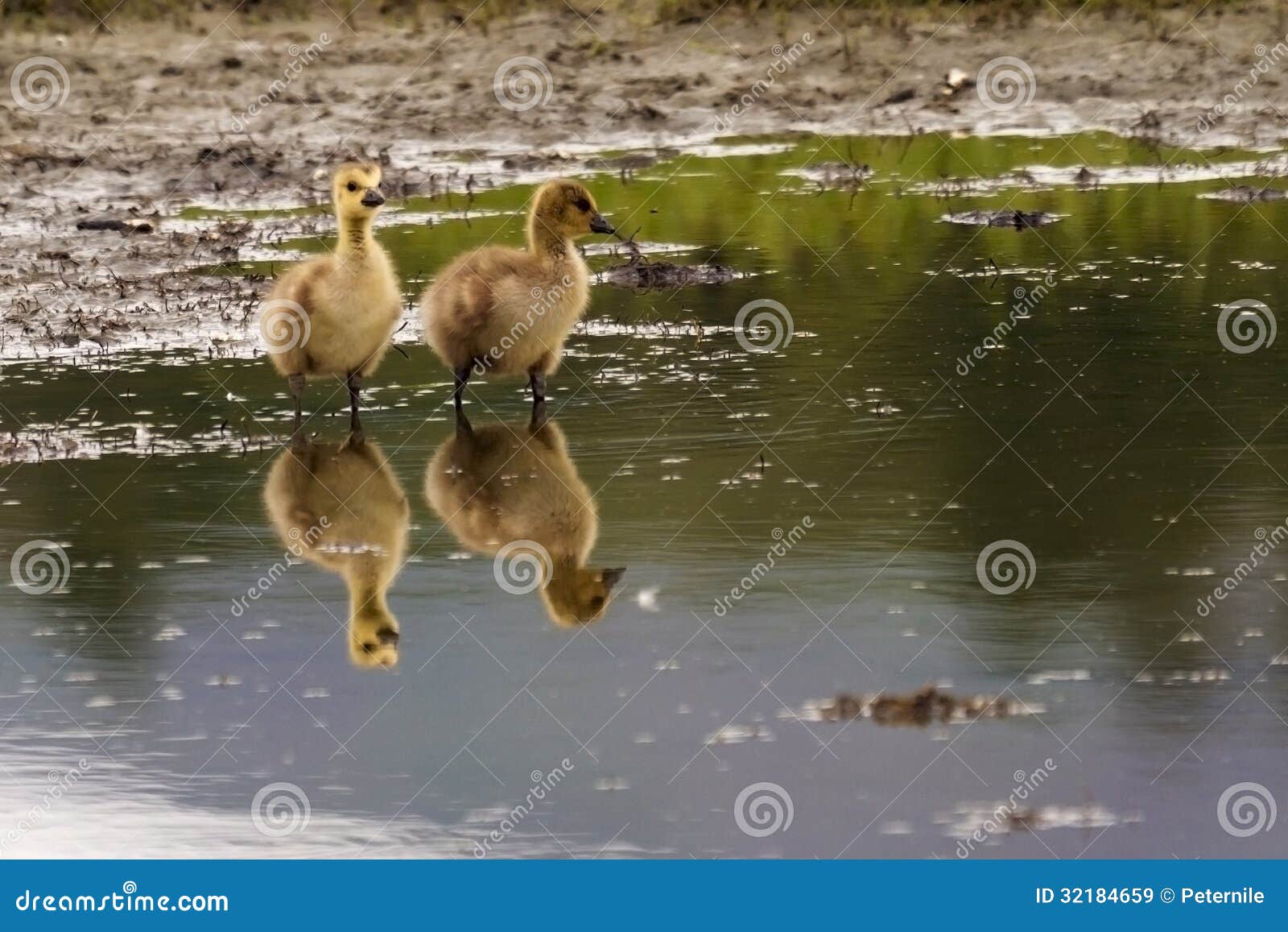 Two little geese stock image. Image of goose, water, explore - 32184659