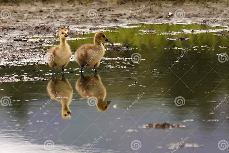 Two little geese stock image. Image of goose, water, explore - 32184659