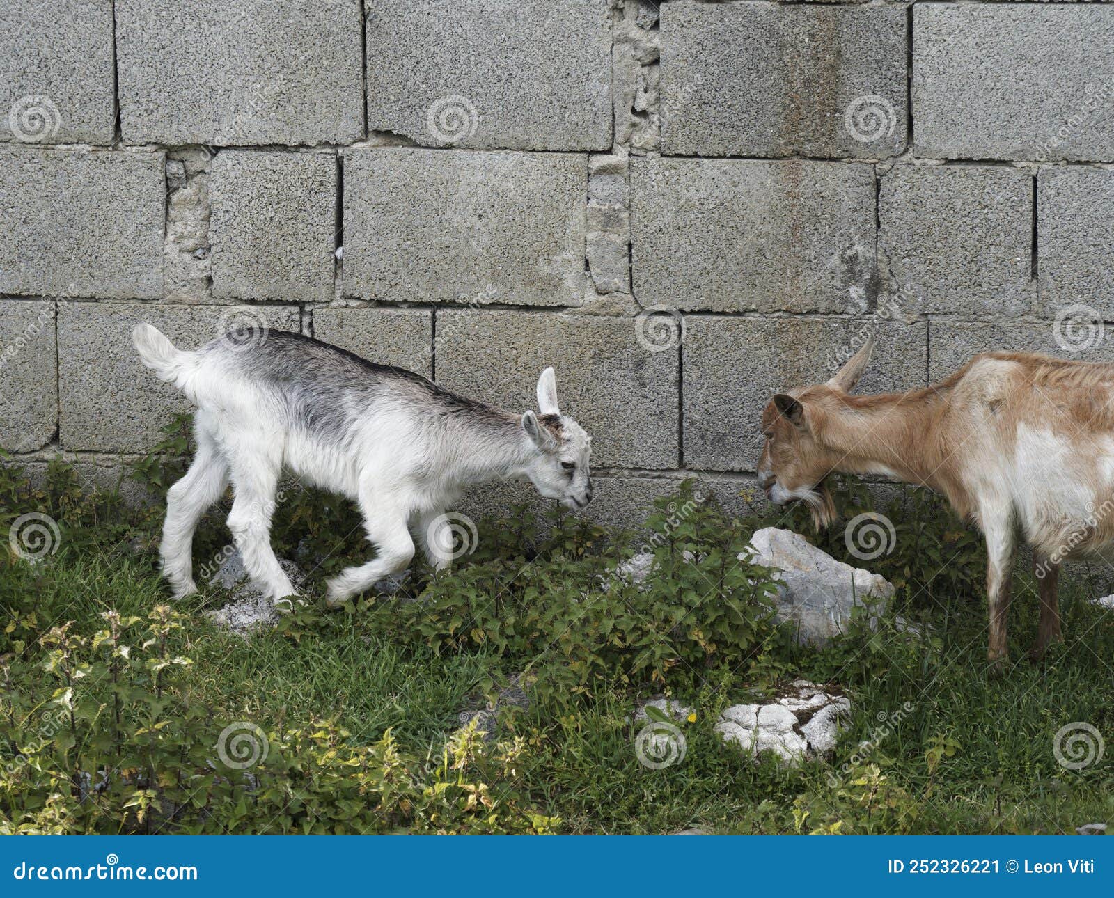 Two Little Goat Babies in Summer. Farm Animals Stock Image - Image of ...