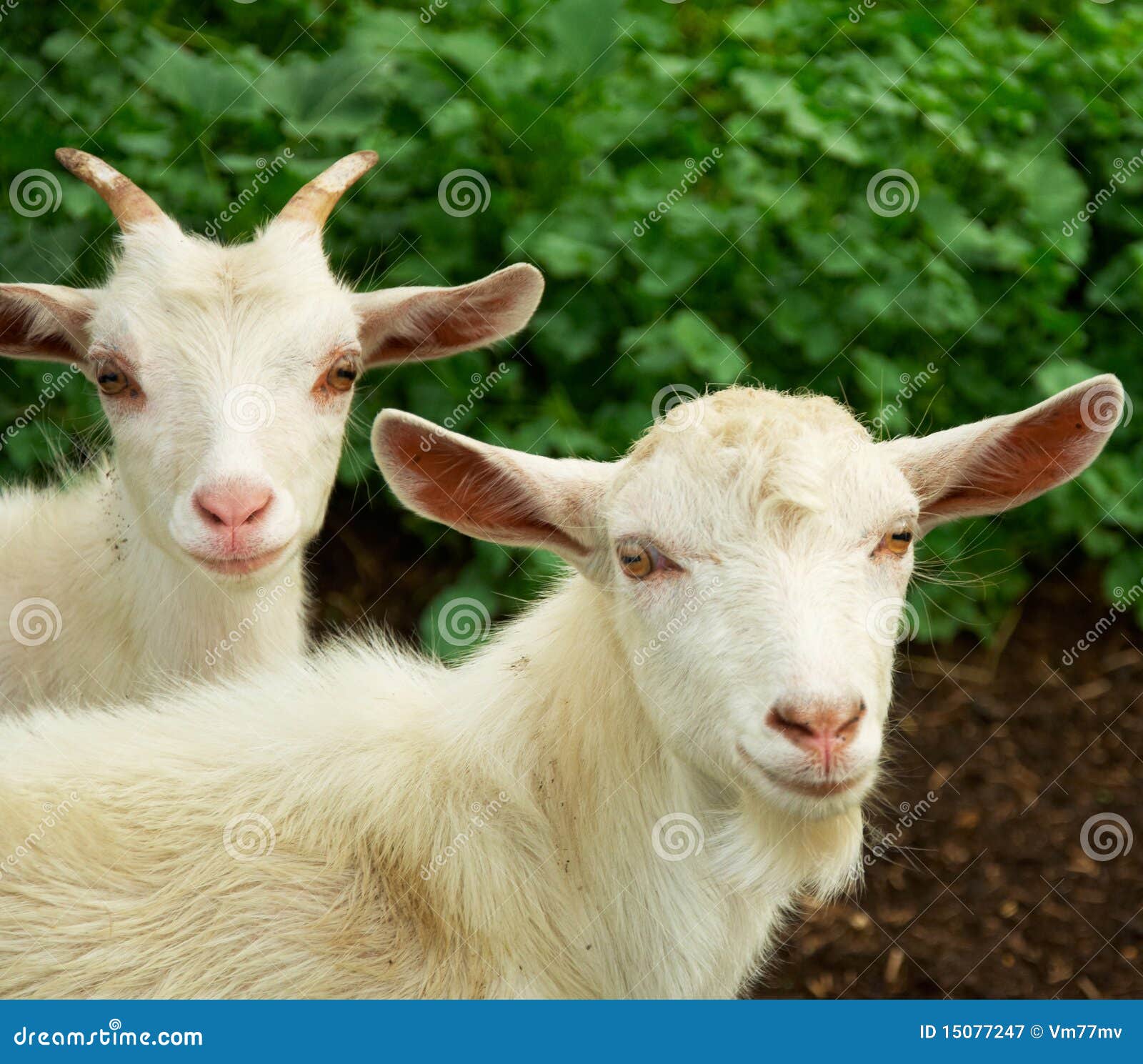 Two little Goats stock image. Image of goat, mammals - 15077247