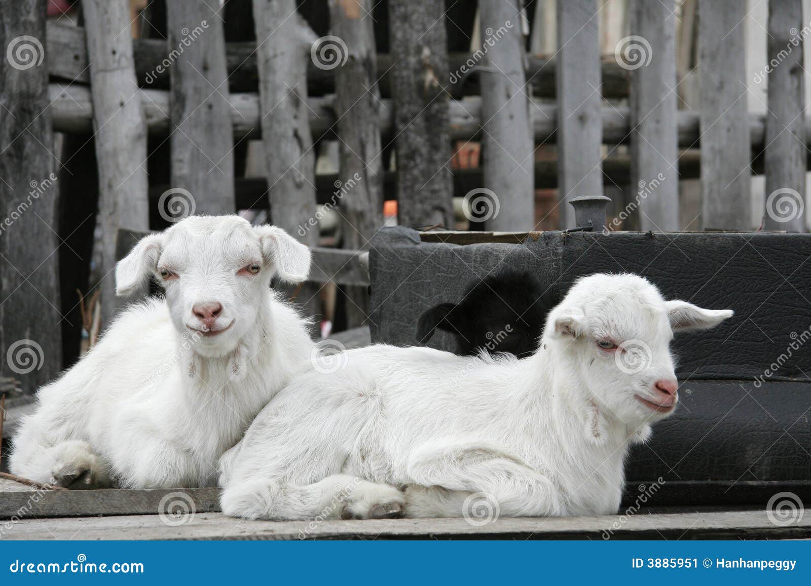 Two little goats stock image. Image of look, fence, beard - 3885951