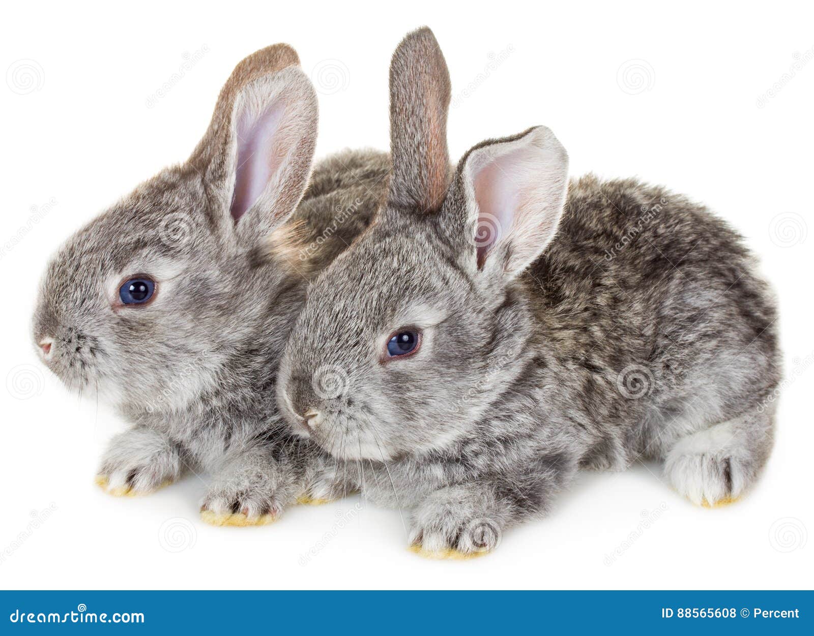 Little Gray Rabbit Breed Of Gray Chinchilla In Blue Gift Pack Is ...