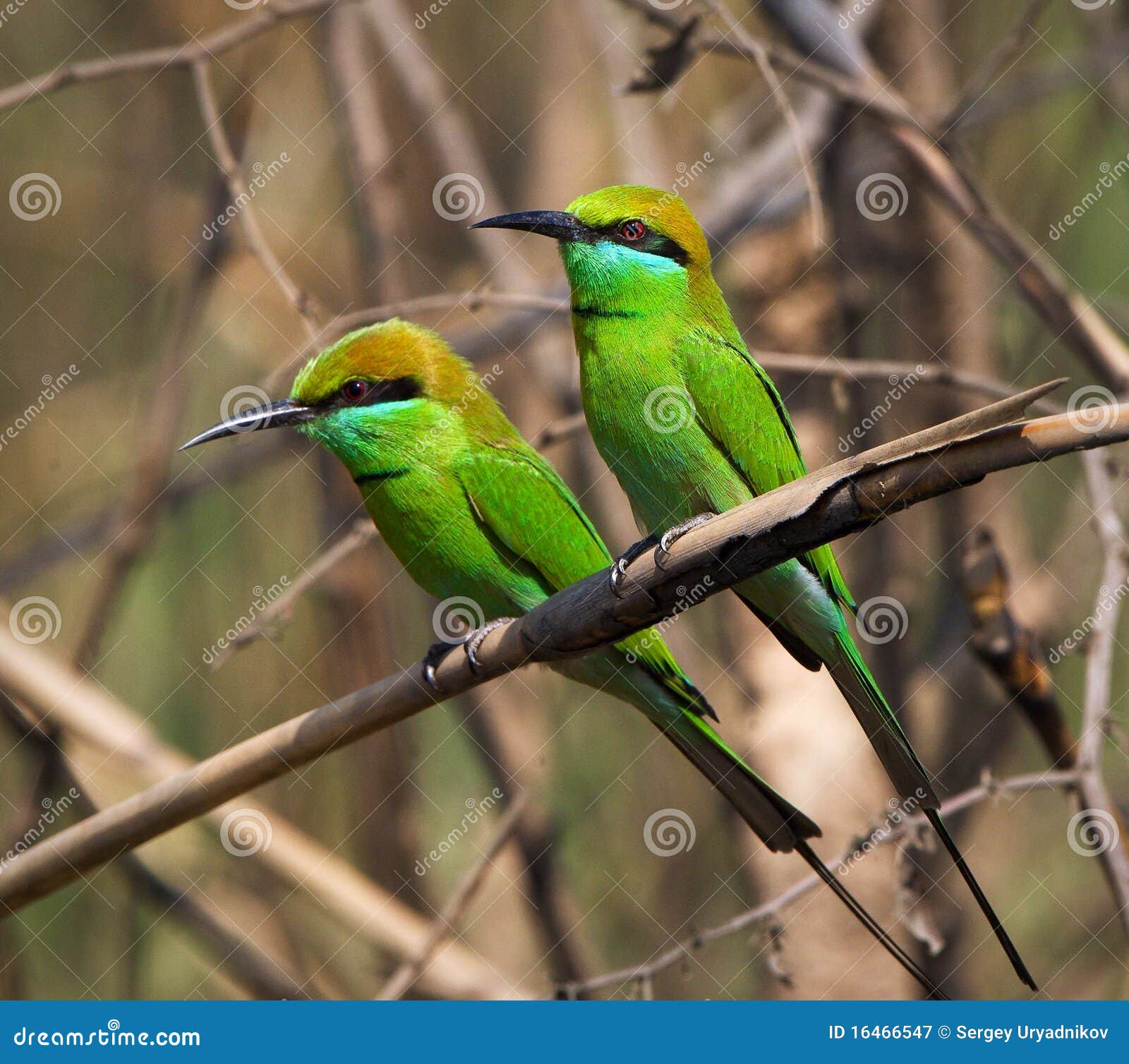 Two Little Green Bee Eaters. Stock Image - Image of birds, glance: 16466547