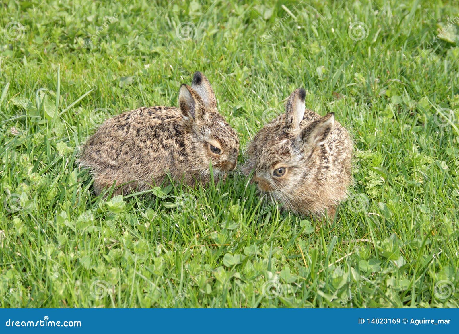 Two little hares stock image. Image of small, agility - 14823169