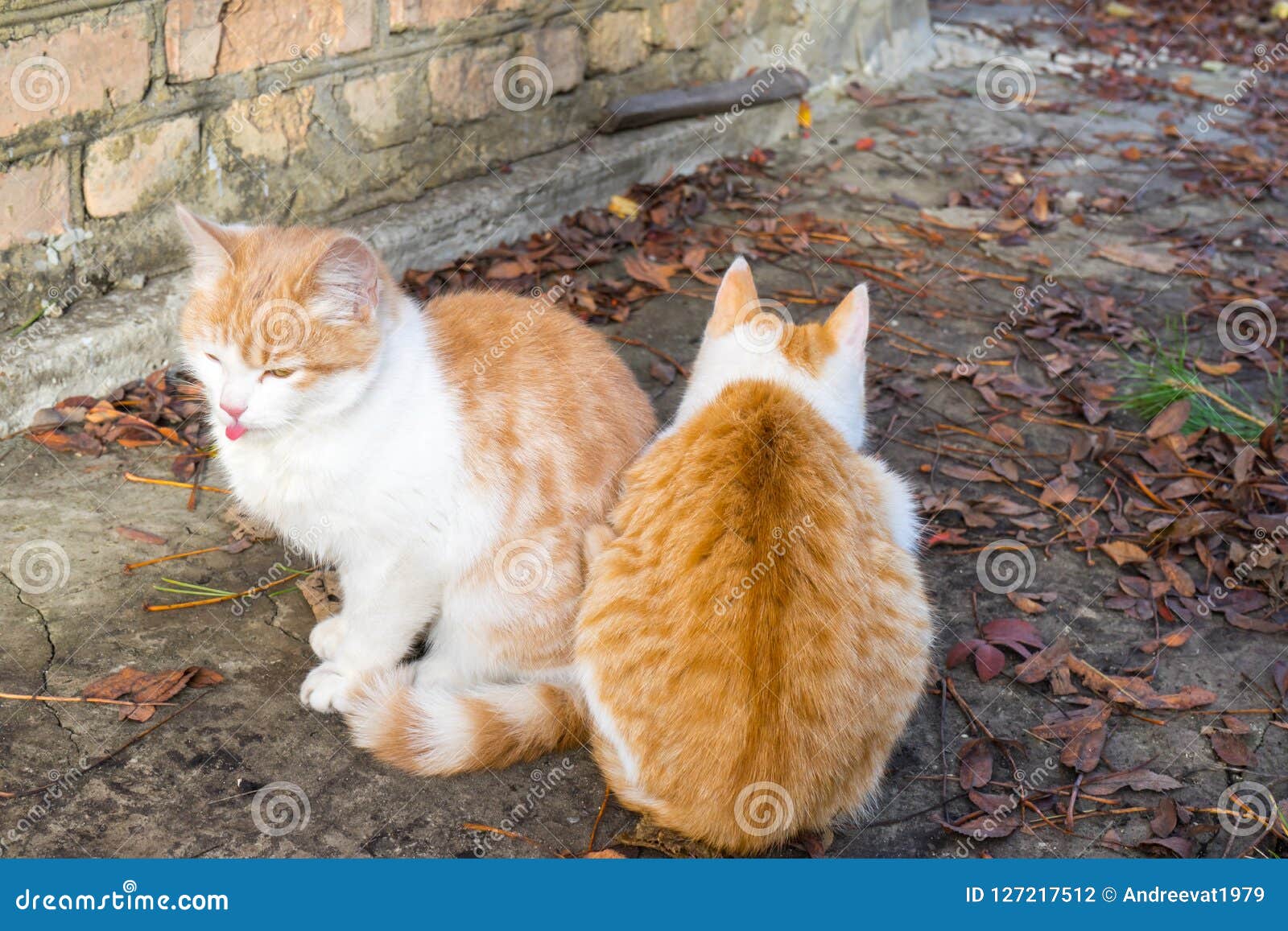 Two Little Homeless Ginger and White Kitten Stock Photo - Image of ...