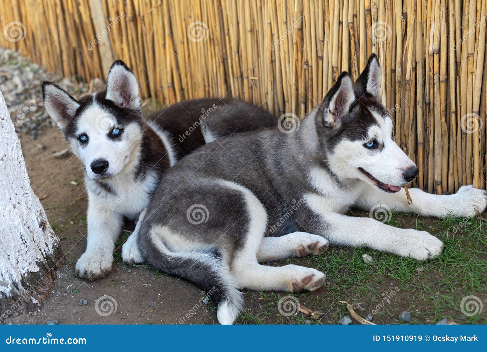 Two Little Husky Dogs Playing Stock Image - Image of adorable, mammal ...