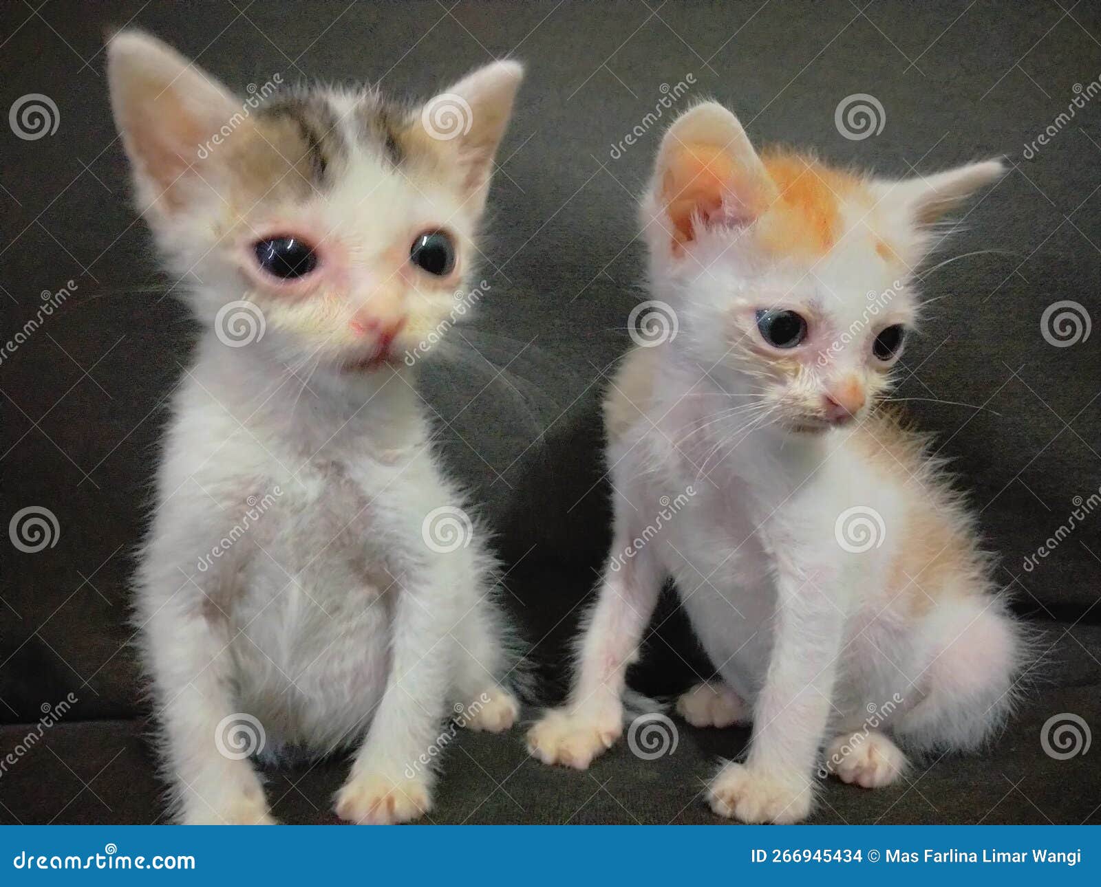 Two Little Kitten Sitting in the Couch Stock Photo - Image of couch ...