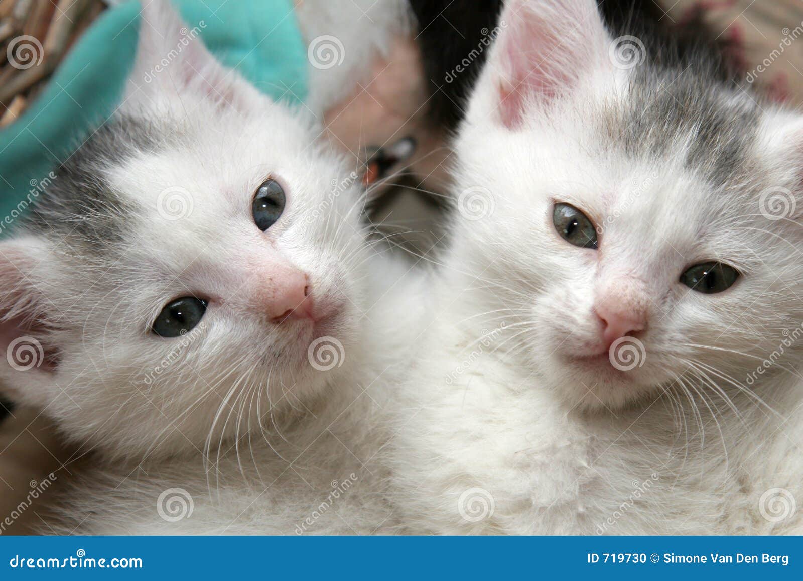 Two little kittens stock photo. Image of sweet, kitty, closeup - 719730