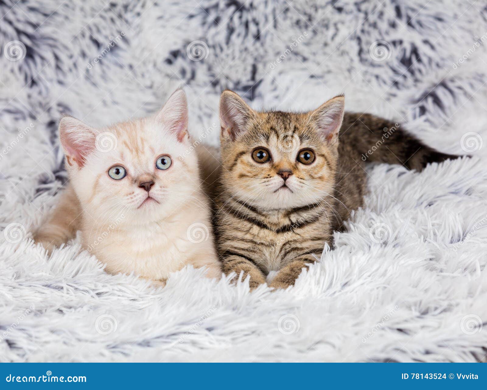 Two little kittens stock photo. Image of chocolate, happiness - 78143524