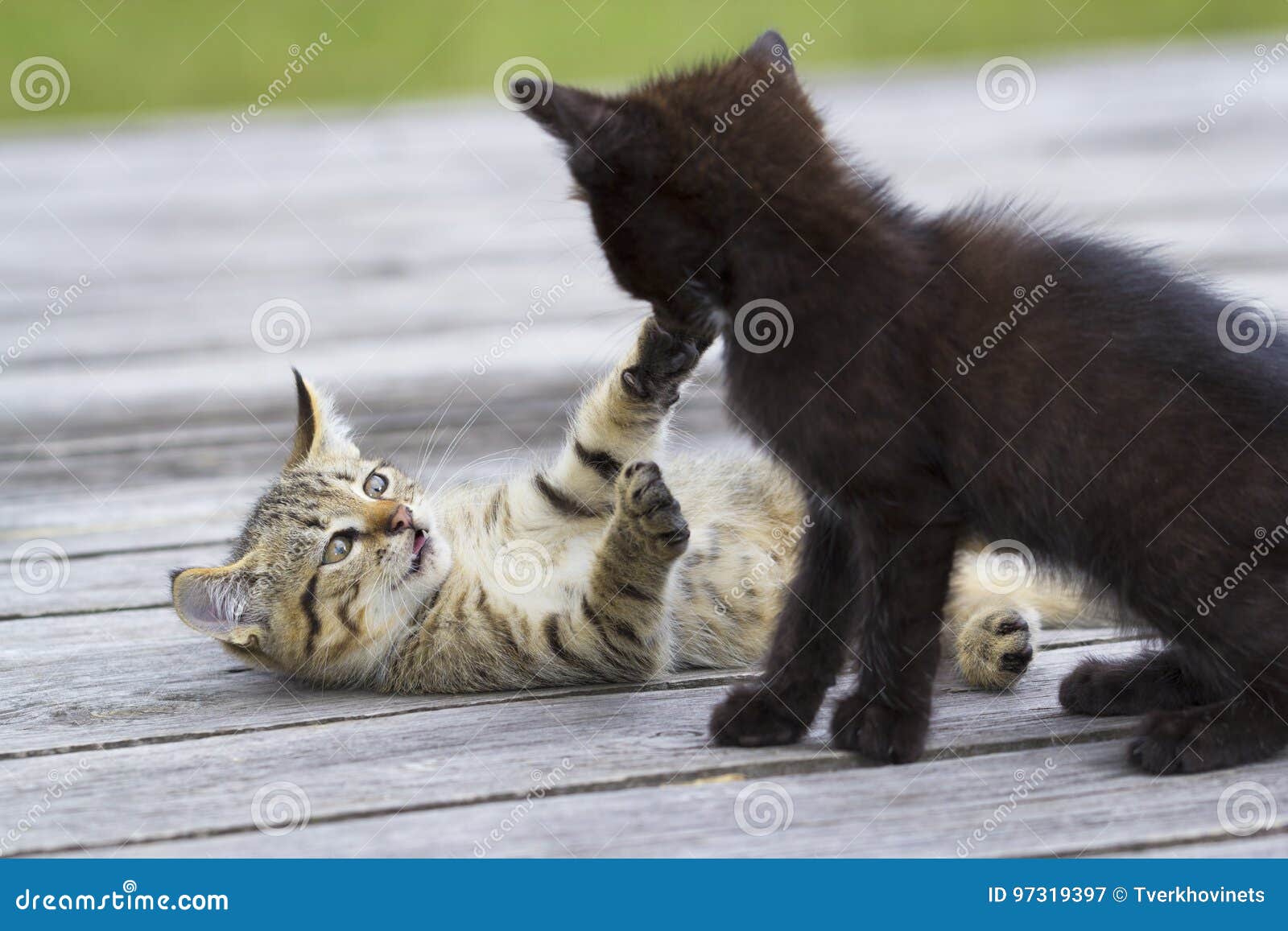 Two little kittens playing stock image. Image of attack - 97319397