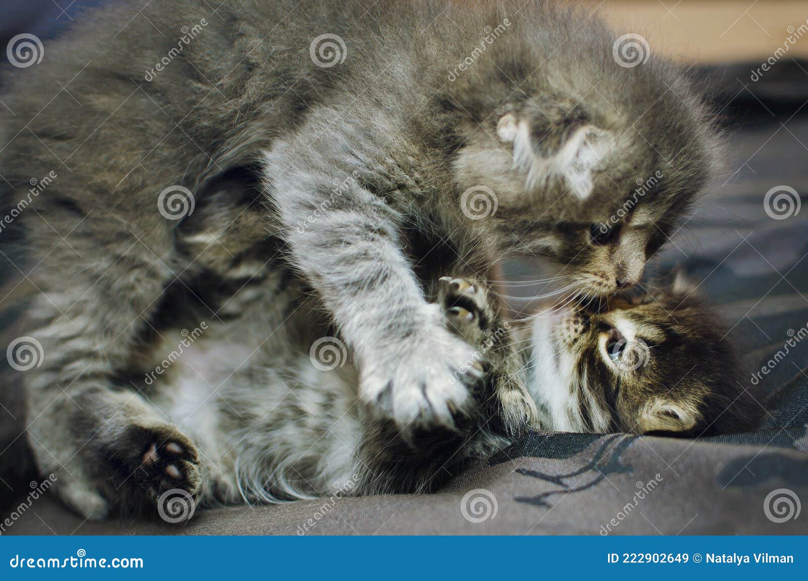 Two Little Kittens are Playing with Each Other Stock Image - Image of ...