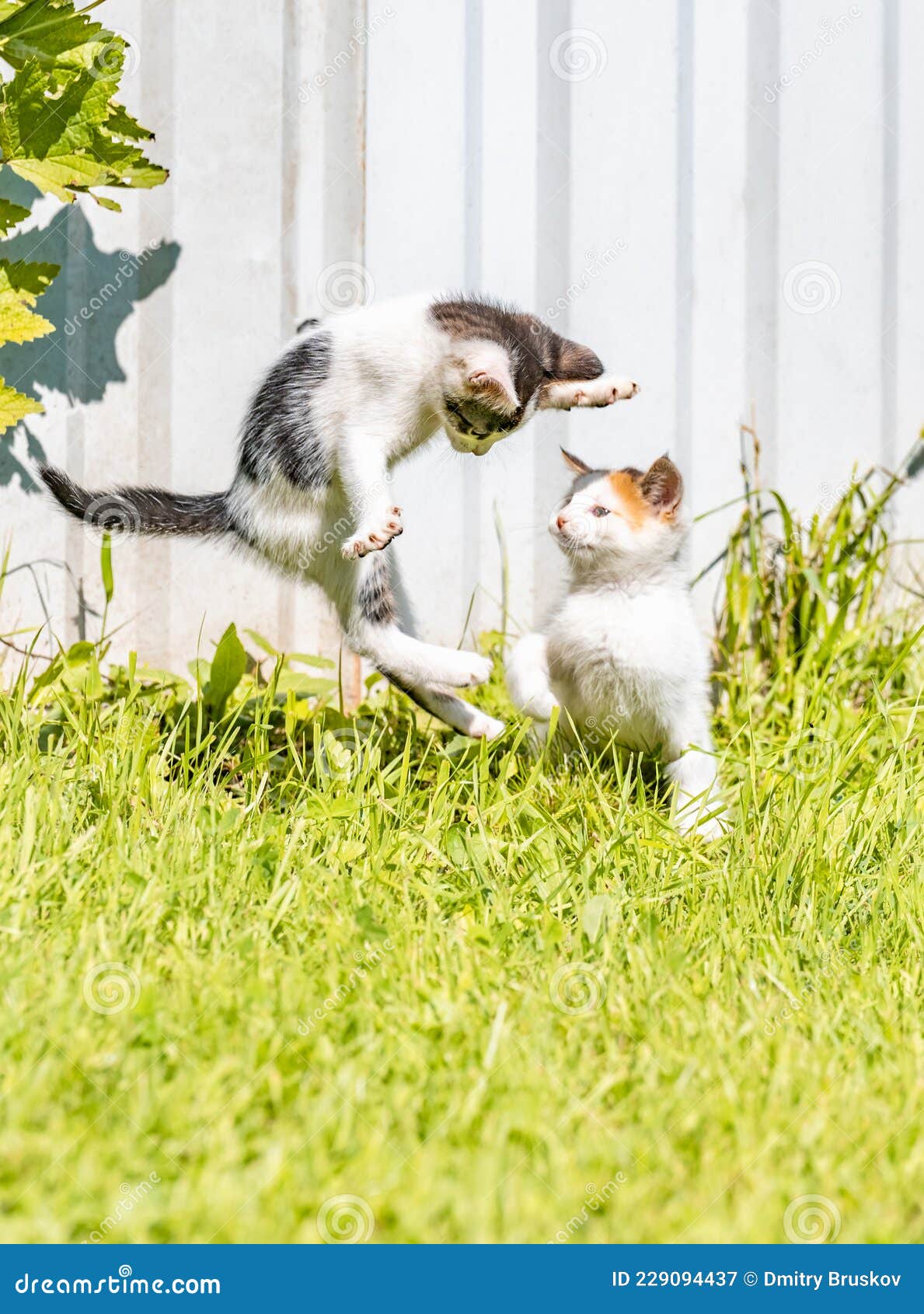 Two Little Kittens are Playing Stock Image - Image of pair, small ...