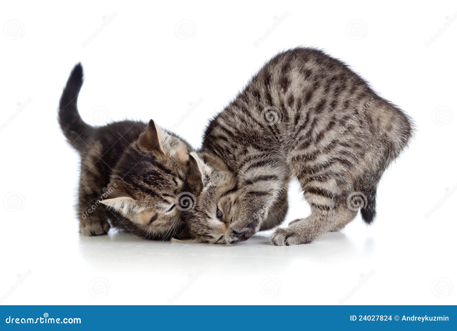 Two Little Kittens Playing Together Stock Photo - Image of kitty ...