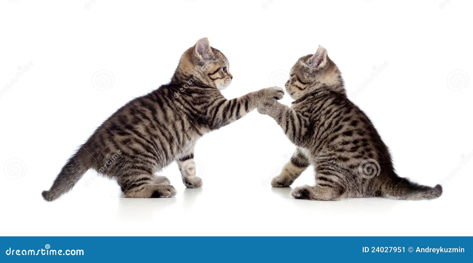 Two Little Kittens Playing Together Stock Image - Image of small ...