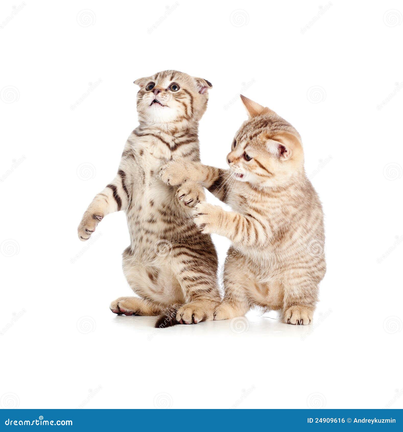 Two Little Kittens Playing Together Stock Photo - Image of beautiful ...