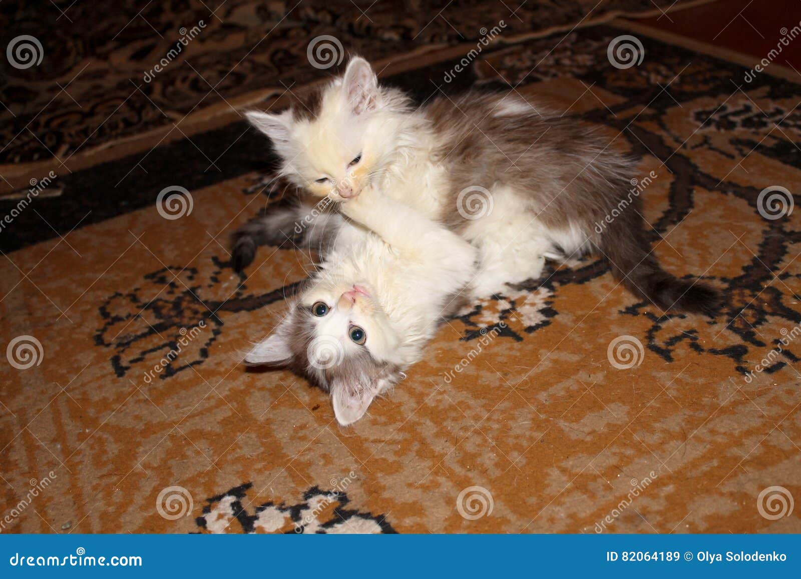 Two Little Kittens Playing Together Stock Image - Image of playful ...