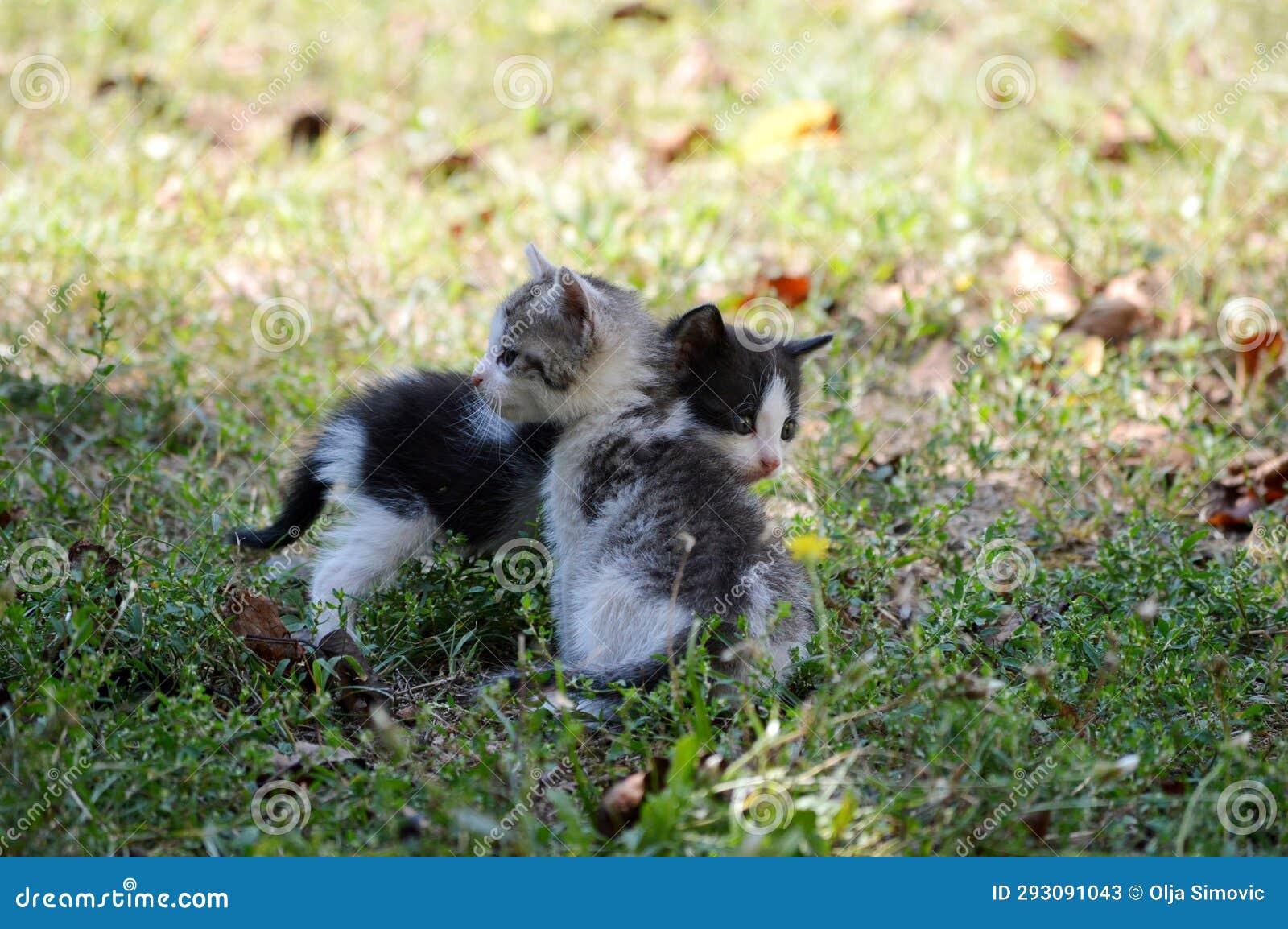 Two Little Kittens are Playing Stock Image - Image of beak, playing ...