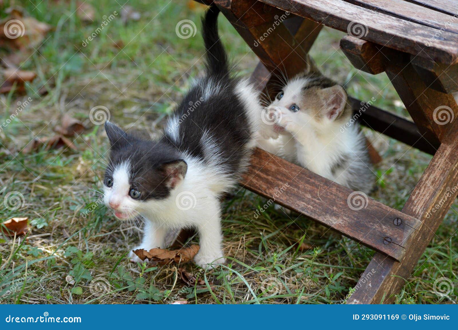 Two Little Kittens are Playing Stock Image - Image of mammal, whiskers ...