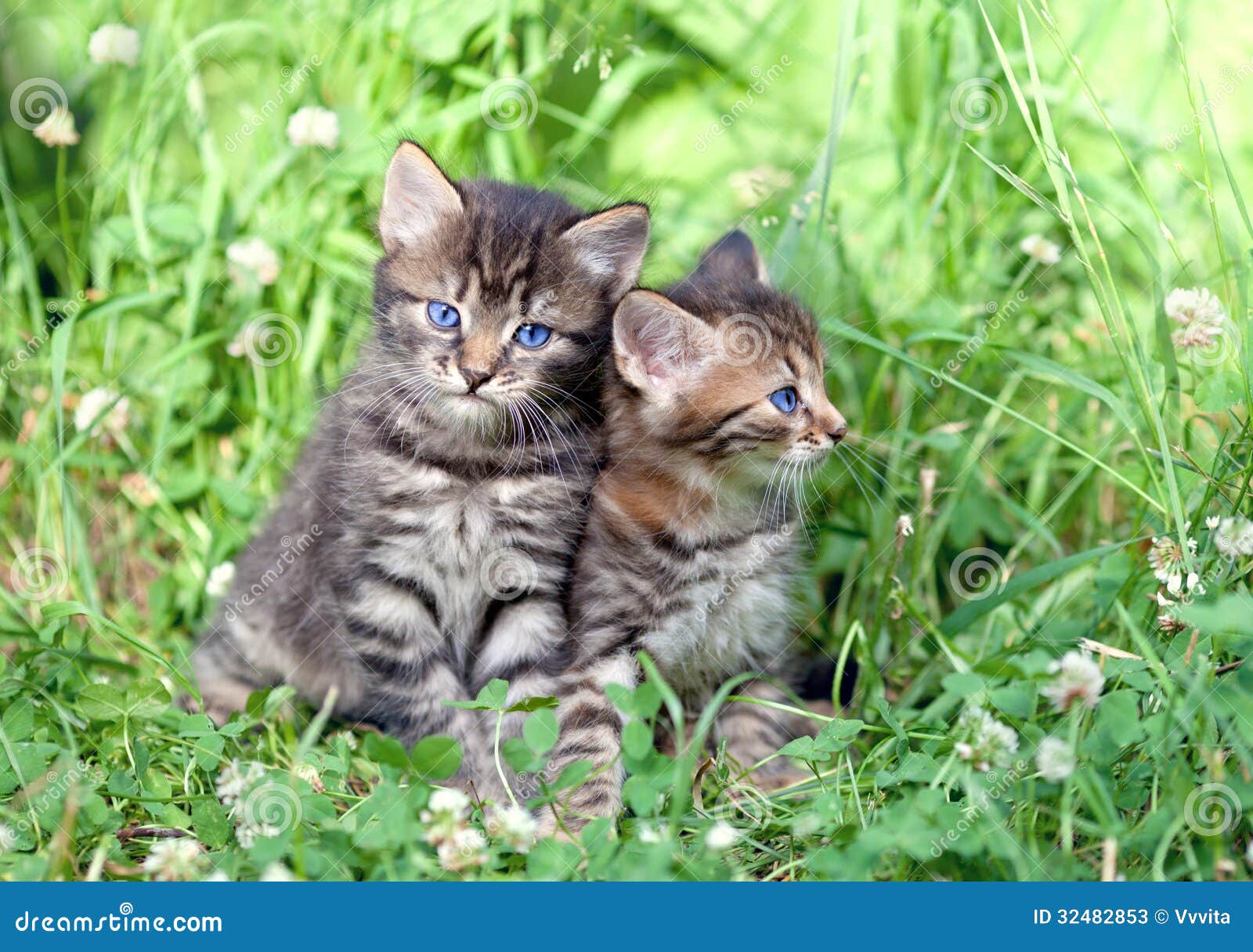 Two little kittens stock image. Image of motion, baby - 32482853