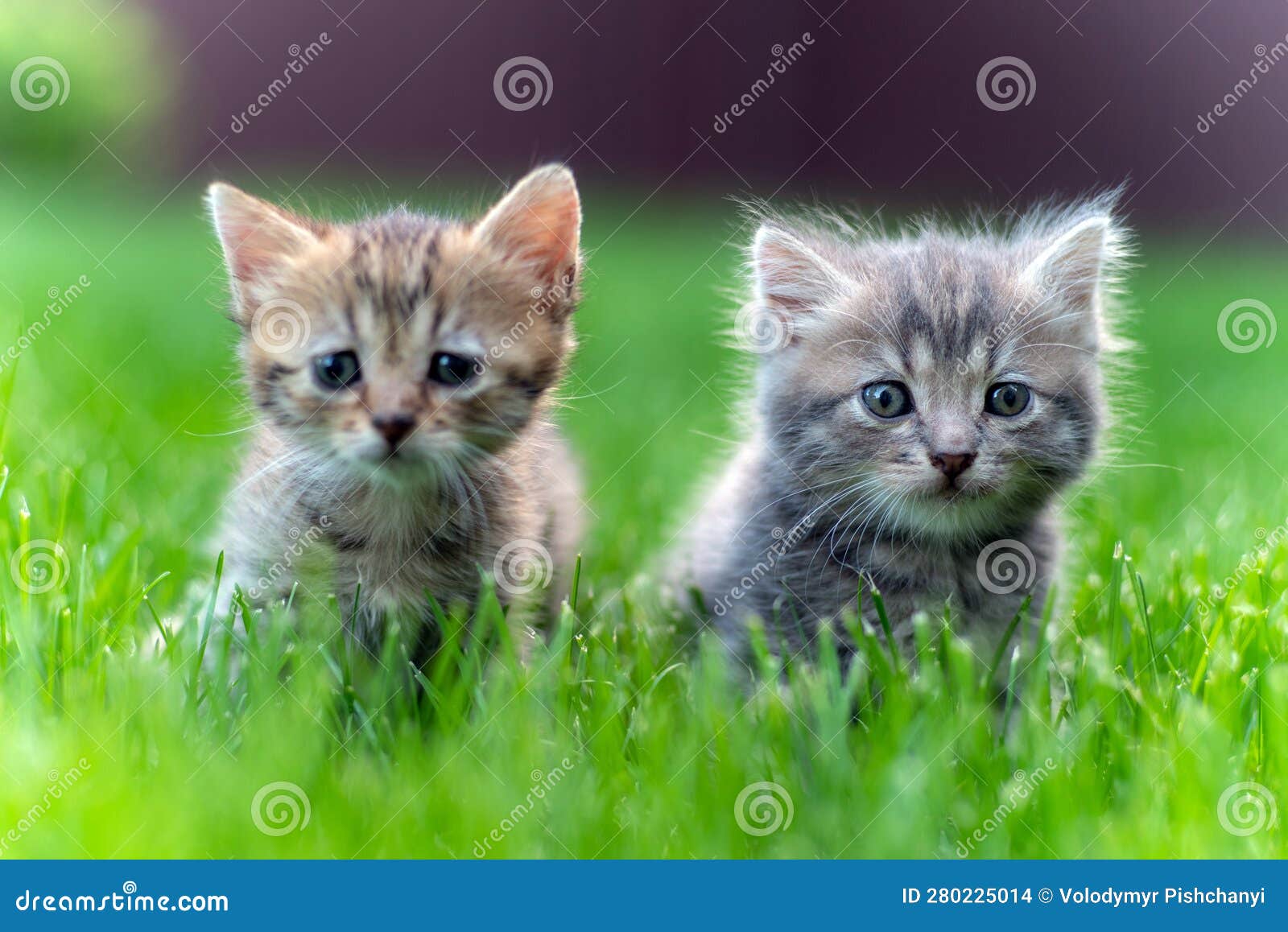 Two Little Kittens are Sitting in the Grass Stock Photo - Image of ...