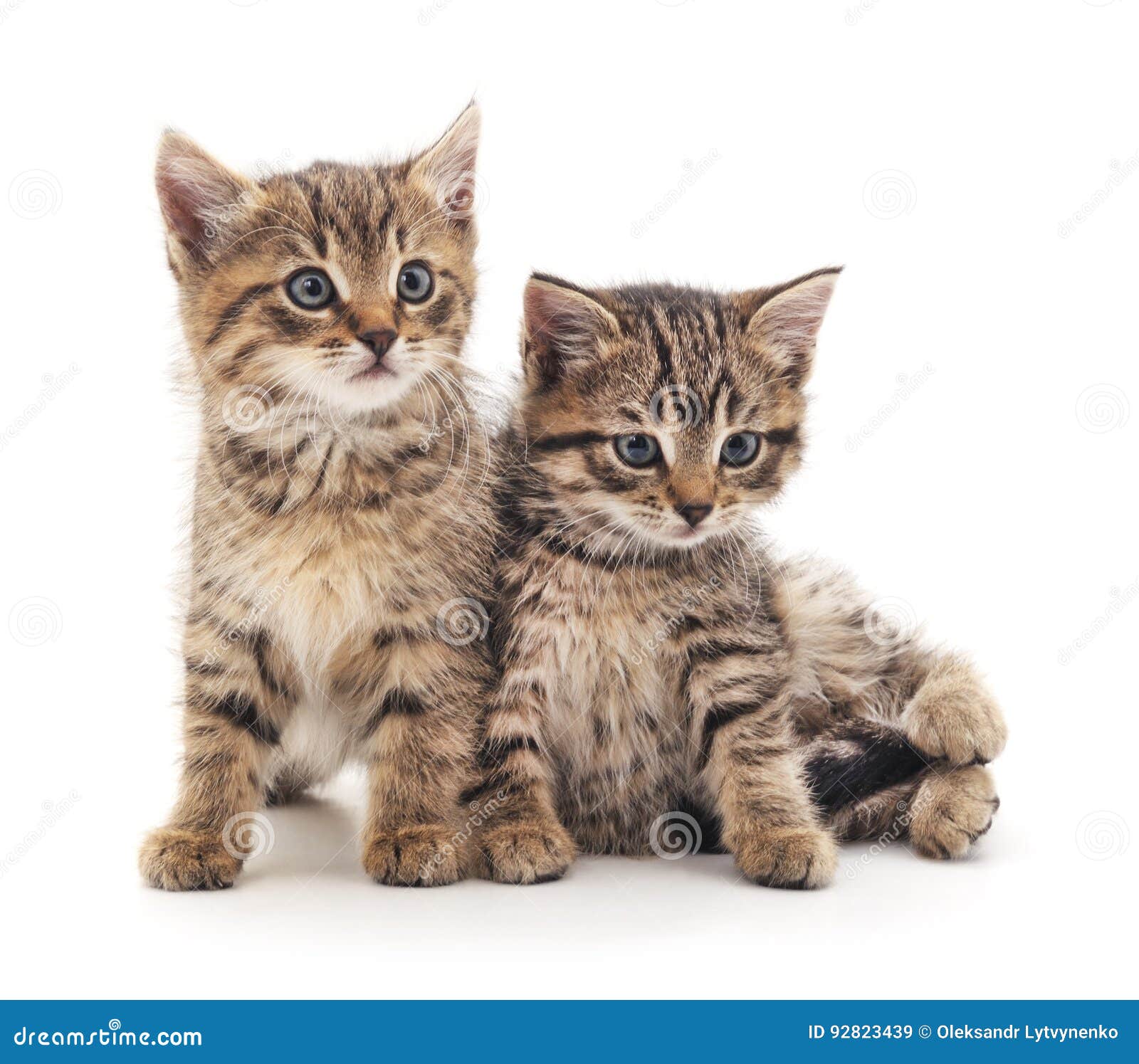 Two little kittens. stock image. Image of baby, white - 92823439