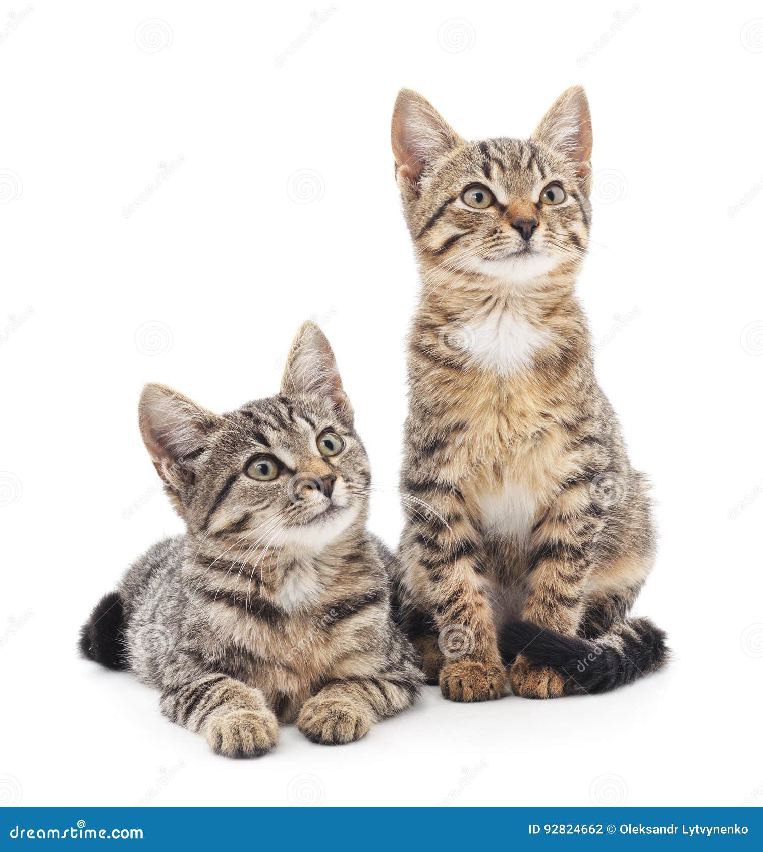 Two little kittens. stock photo. Image of gray, color - 92824662