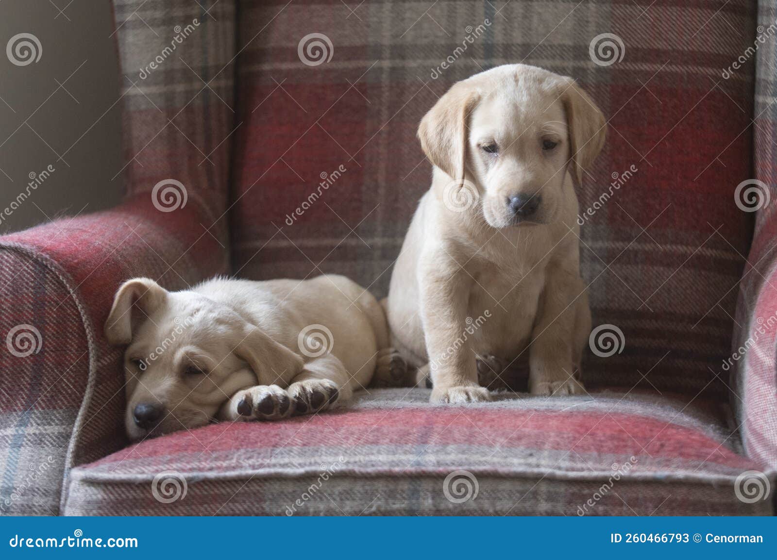 Two Little Labrador Pups on a Chair Stock Image - Image of carnivore ...