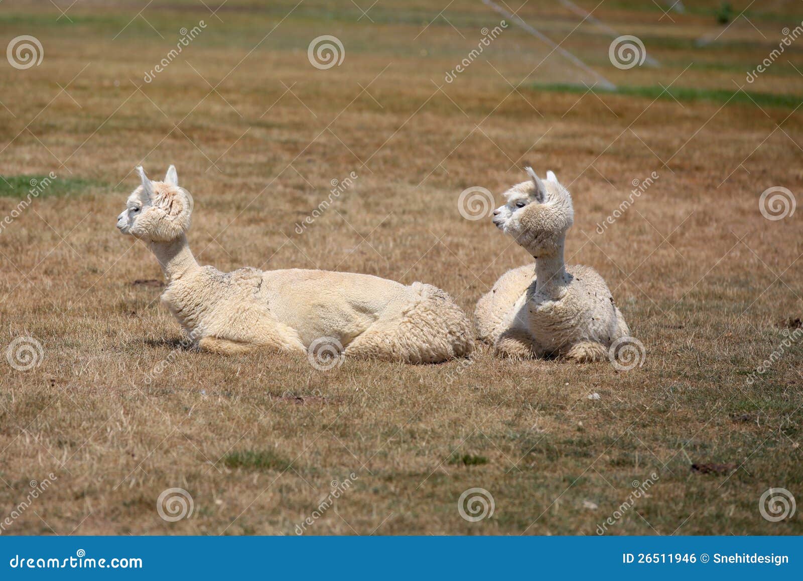Two little lamas stock photo. Image of farm, animal, fluffy - 26511946