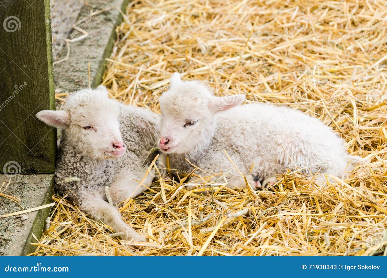 Two Little Lamb Sleeping in Straw Stock Image - Image of newborn ...