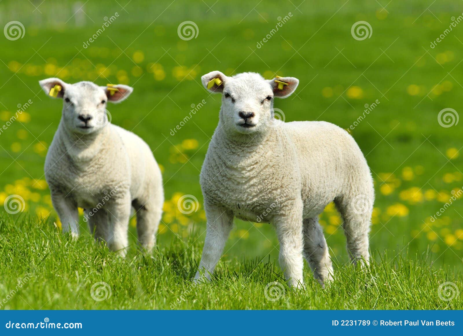 Two little lambs stock image. Image of young, knit, green - 2231789