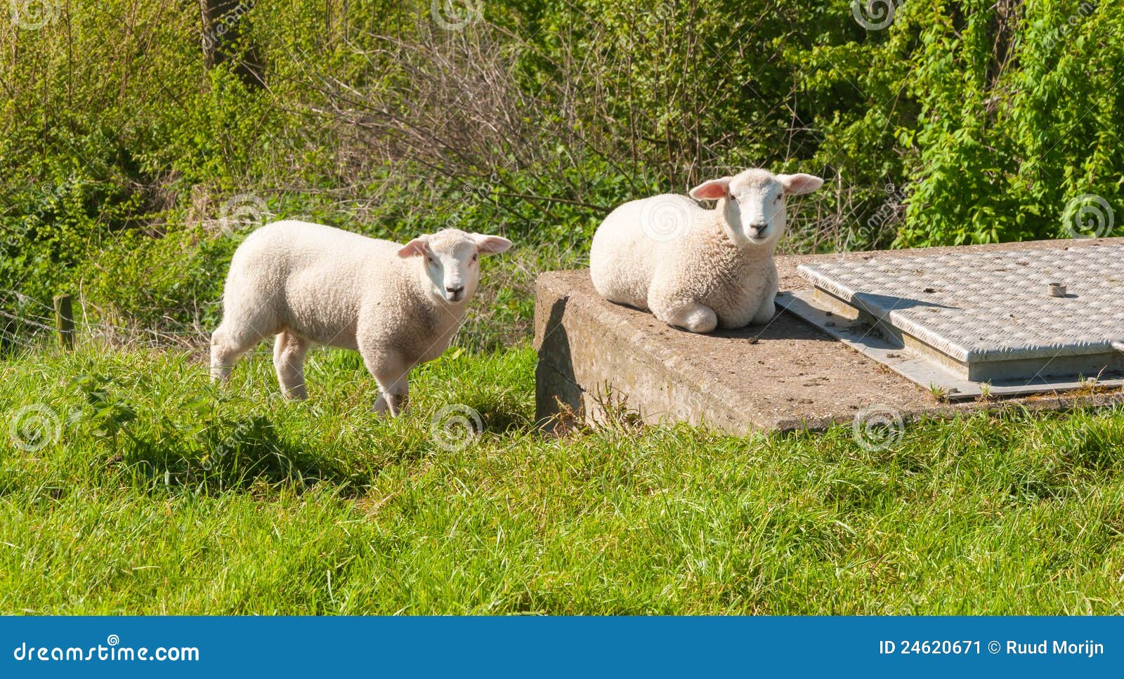 Two Little Lambs Curiously Looking Stock Image - Image of dutch, little ...