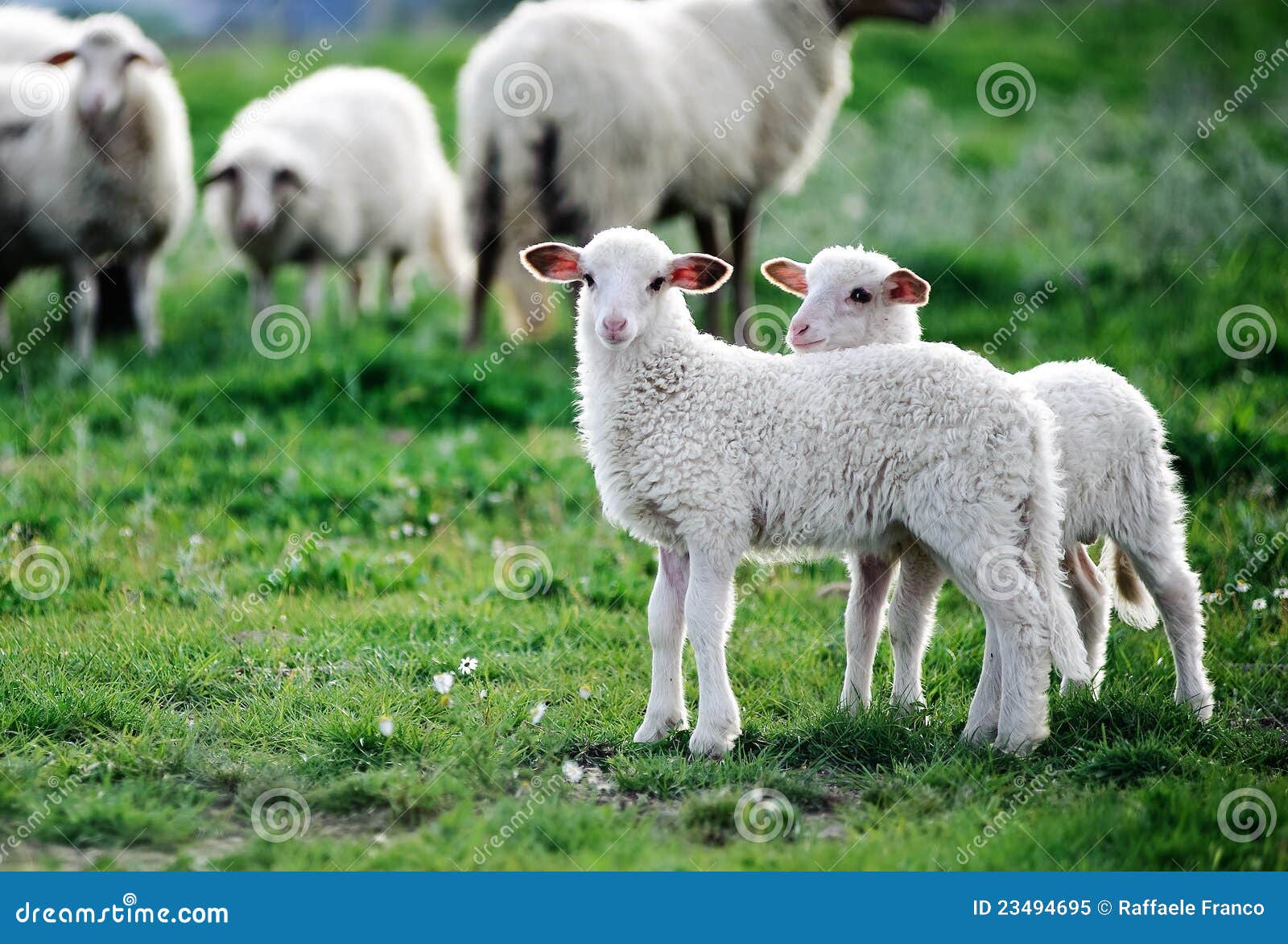 Two Little Lambs in a Flock Stock Image - Image of puppy, lamb: 23494695